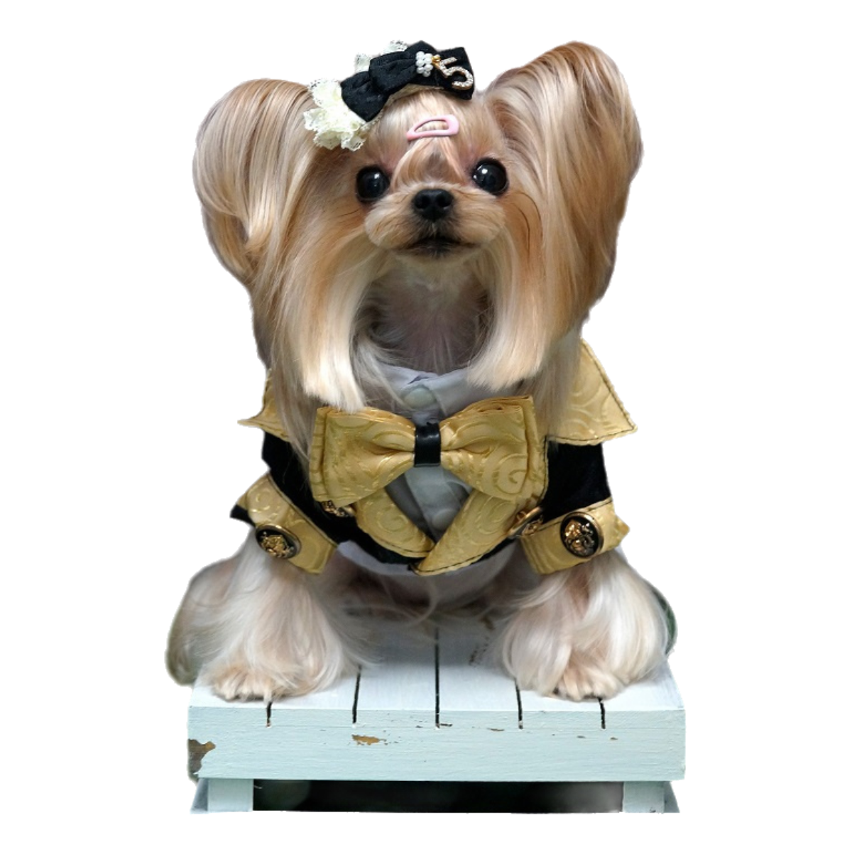 Royal Pup Couture Dog Suit Pet Tuxedo+Shirt – Rocky & Maggie's | Pet ...