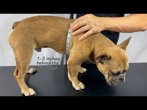 Easy Fit Adjustable Harness from Tre Ponti – Rocky & Maggie's