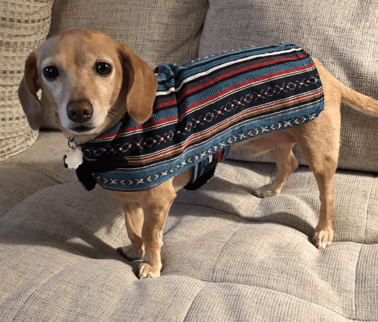 100% Hand-Woven Dog Poncho from Walking Palm – Rocky & Maggie's | Pet ...